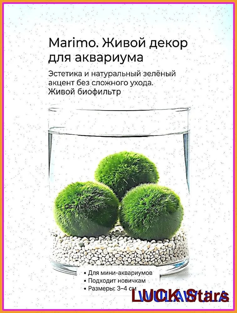 Кладофора Marimo для аквариума 3,4 см, живой декор, шарик водоросли, аквариумное растение, 1 шт.