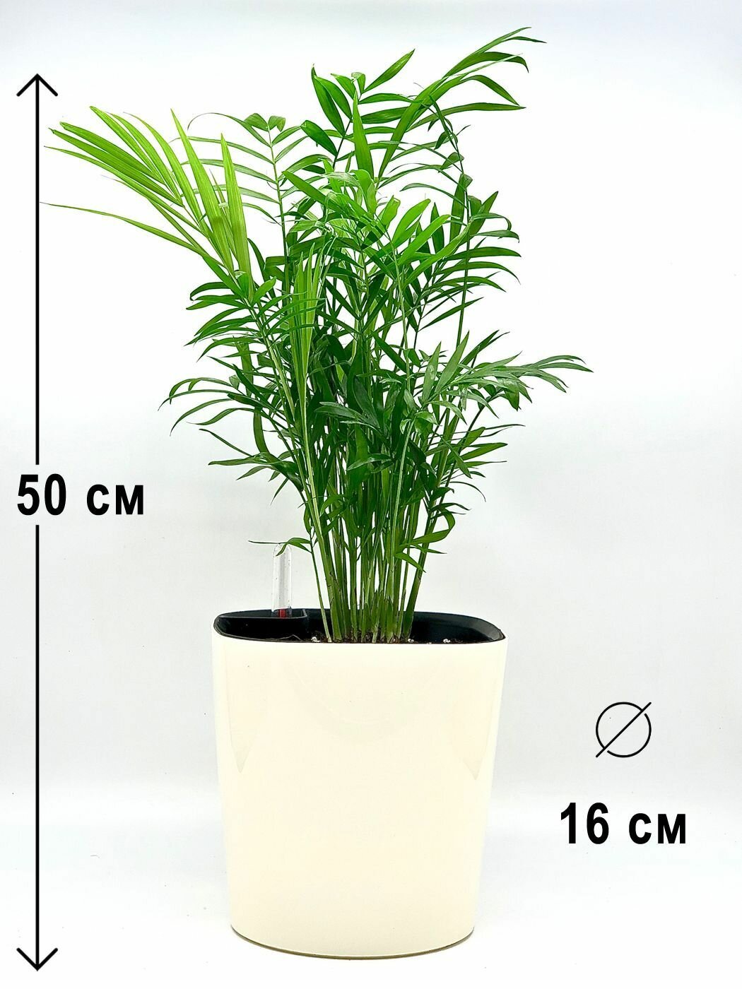 Хамедорея Элеганс в кремовом пластиковом кашпо с автополивом, высота композиции 40-50см