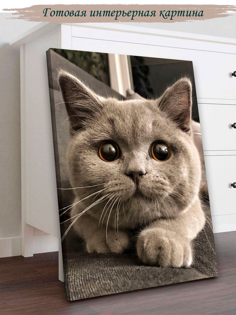 Картины для интерьера 50х70 Кошка британская серая животное