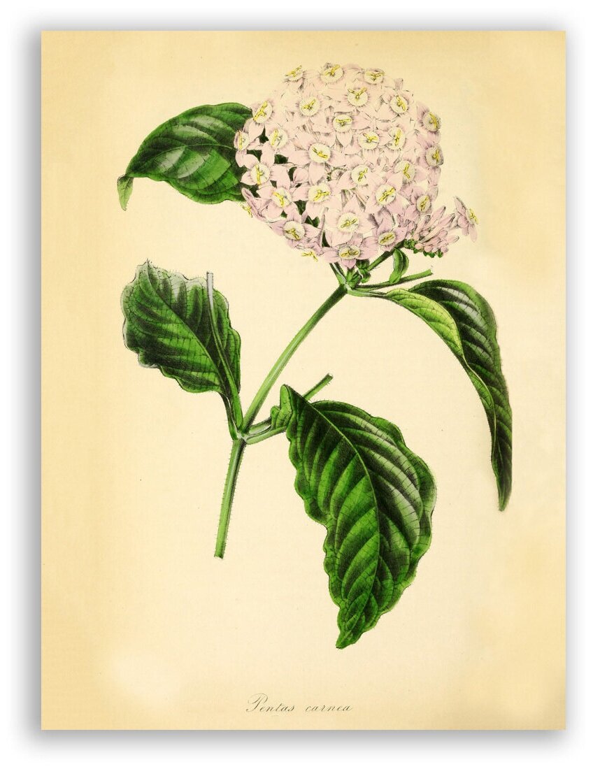 Гравюра Постер на бумаге / Pentas Carnea