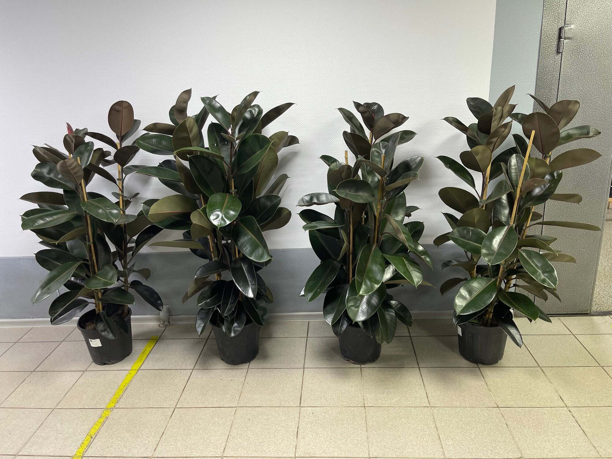 Фикус Эластика Абиджан (D-29 H-130/140)