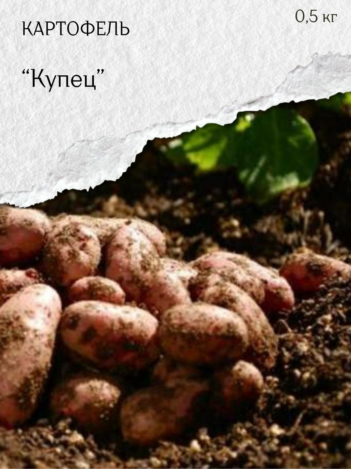 Картофель "Купец", семенной красный 500 гр.