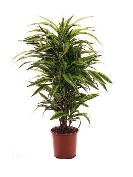 Драцена Лемон Лайм - Dracaena fr. Lemon Lime D25 H120