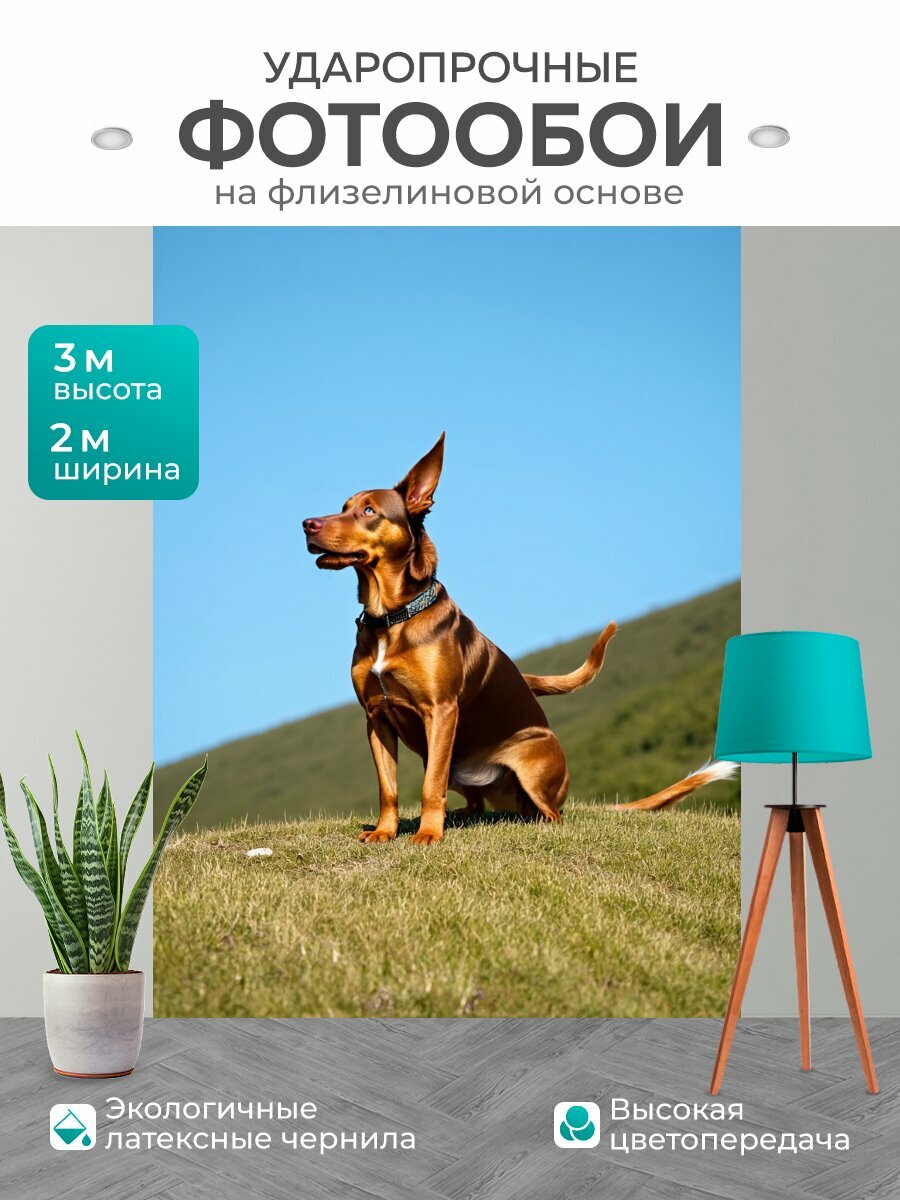 Фотообои моющиеся ударопрочные "Пес с длинной хвостом, наслаждающийся ветерком на вершине холма" 200x300 см. флизелиновые на стену