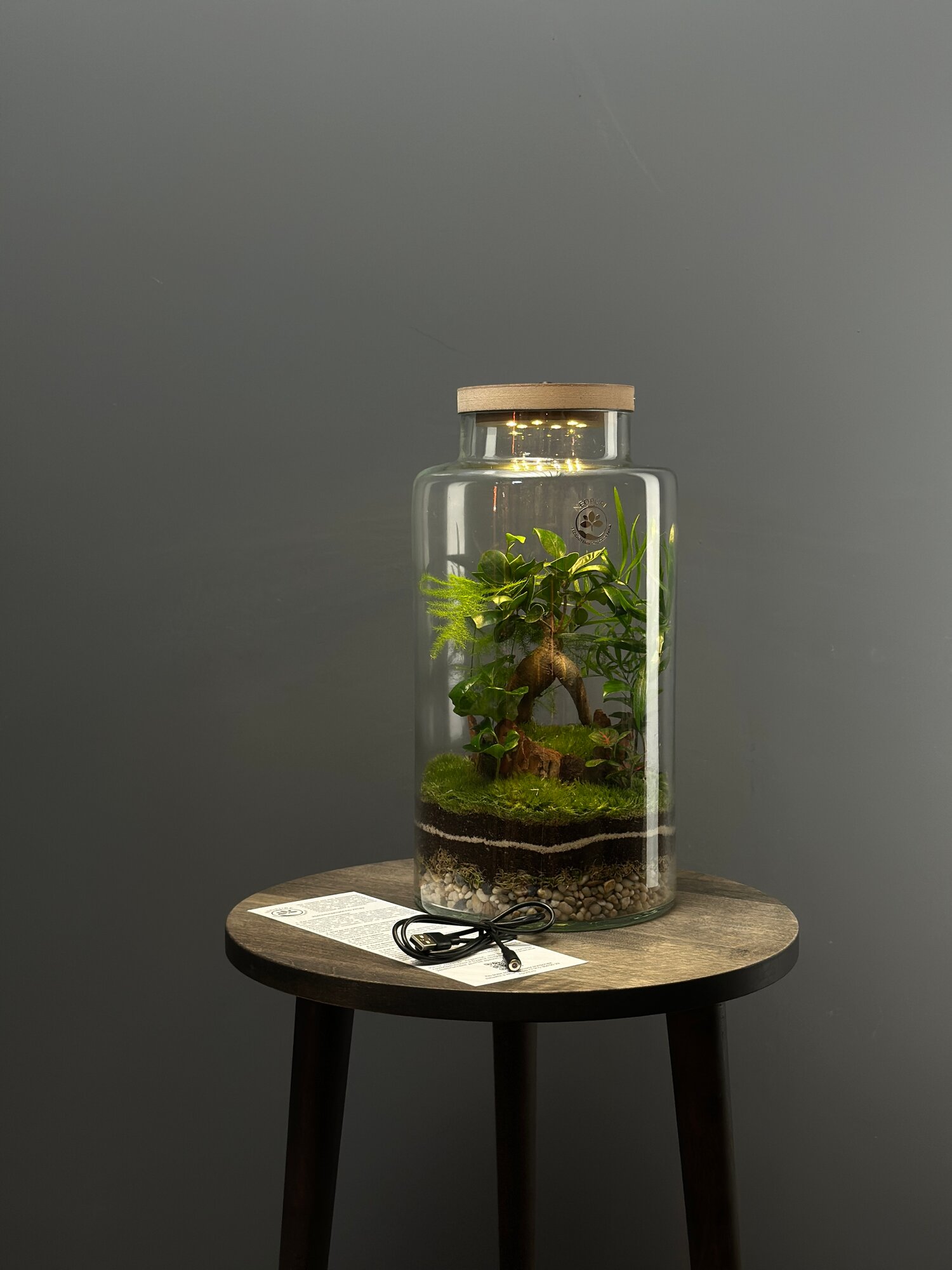 Флорариум "Тропикал", большой флорариум с фикусом бонсай и декоративной подсветкой