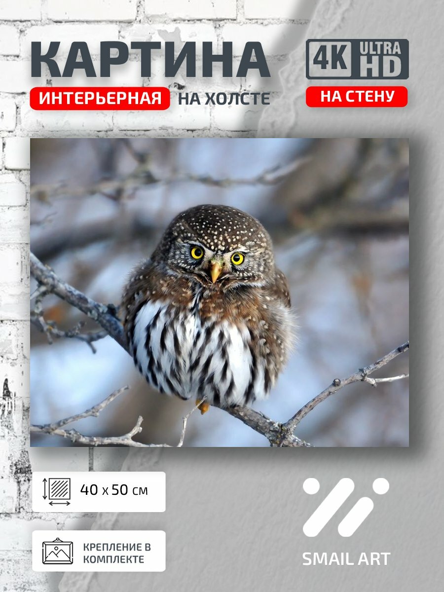 Картина на холсте интерьерная 40 на 50 на стену Сова Animal для кафе animal style интерьер