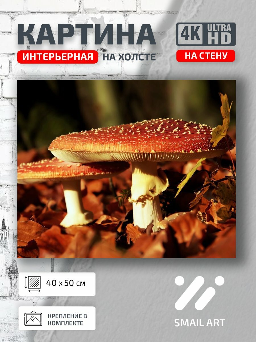 Картина на холсте интерьерная 40 на 50 на стену Мухоморы Landscape для кафе пейзаж интерьер