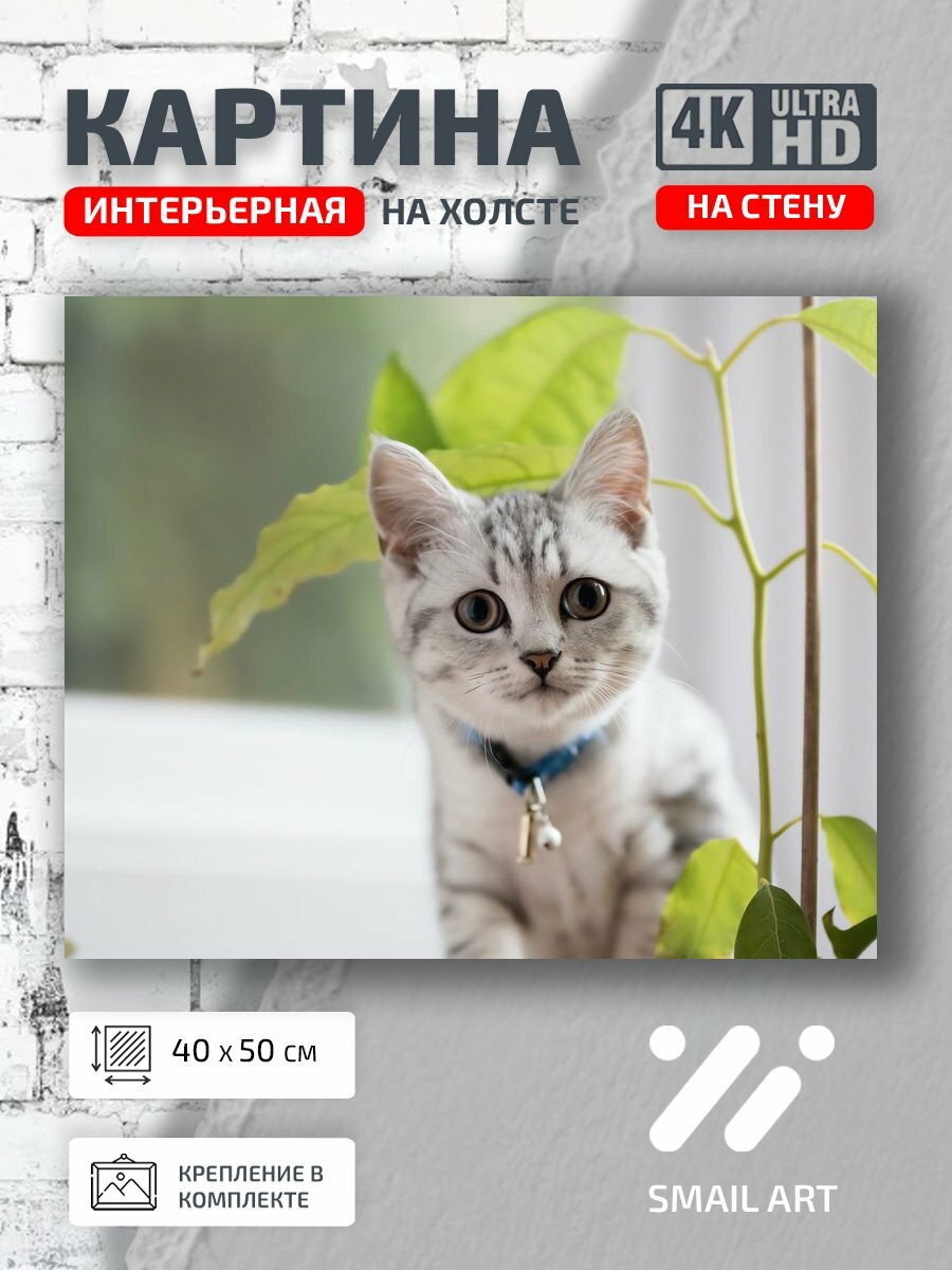 Картина на холсте интерьерная 40 на 50 на стену Котенок Animal для кабинета animal style