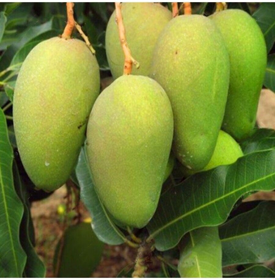 Манго - Семена