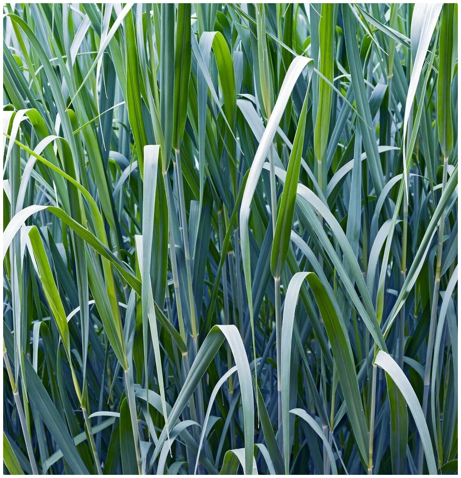 Семена Jelitto Просо путьевидное "Blue Giants" (PANICUM virgatum "Blue ...