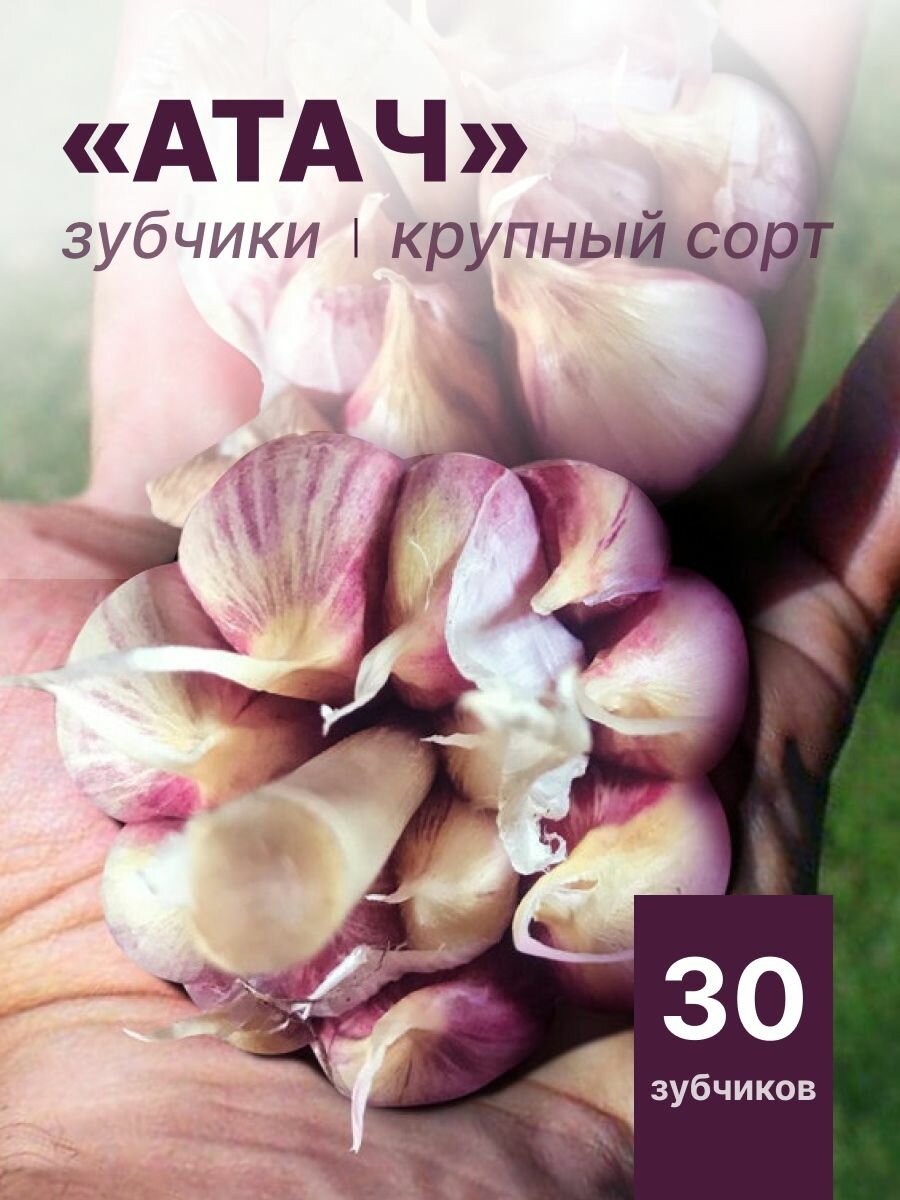 Зубчики чеснока на посадку "Атач" 30шт