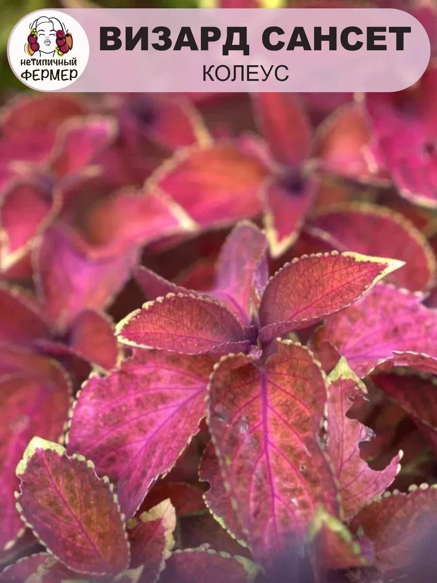 Семена Нетипичного Фермера "Визард Сансет", колеус, однолетние цветы, 1 упаковка