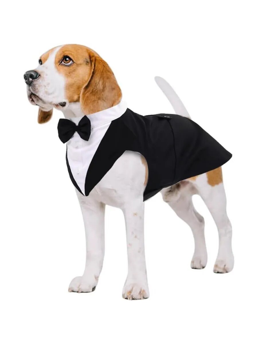 Костюм собаки с бантом и банданой для свадебной вечеринки