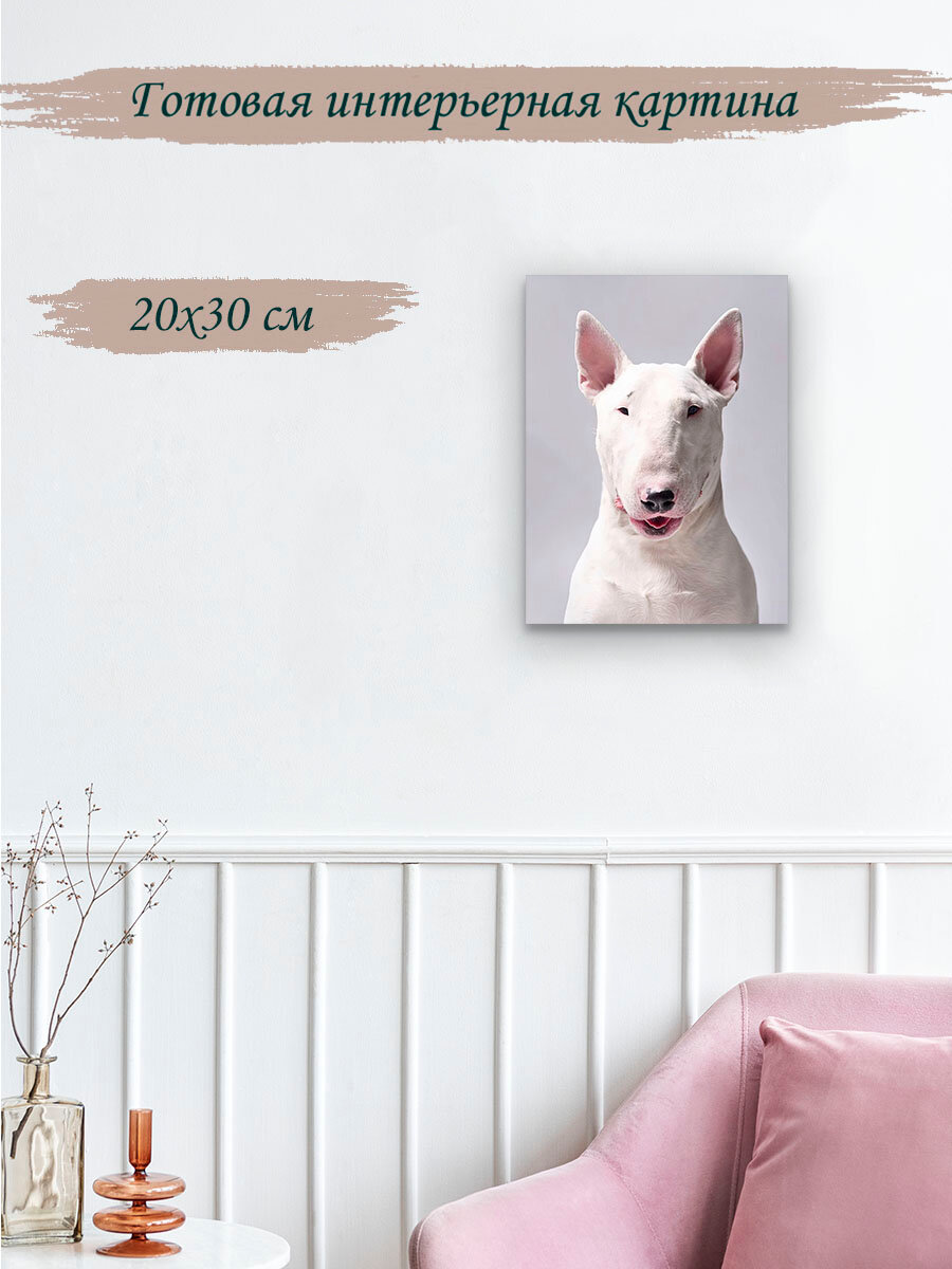 Картины для интерьера 20х30 Белая собака бультерьер