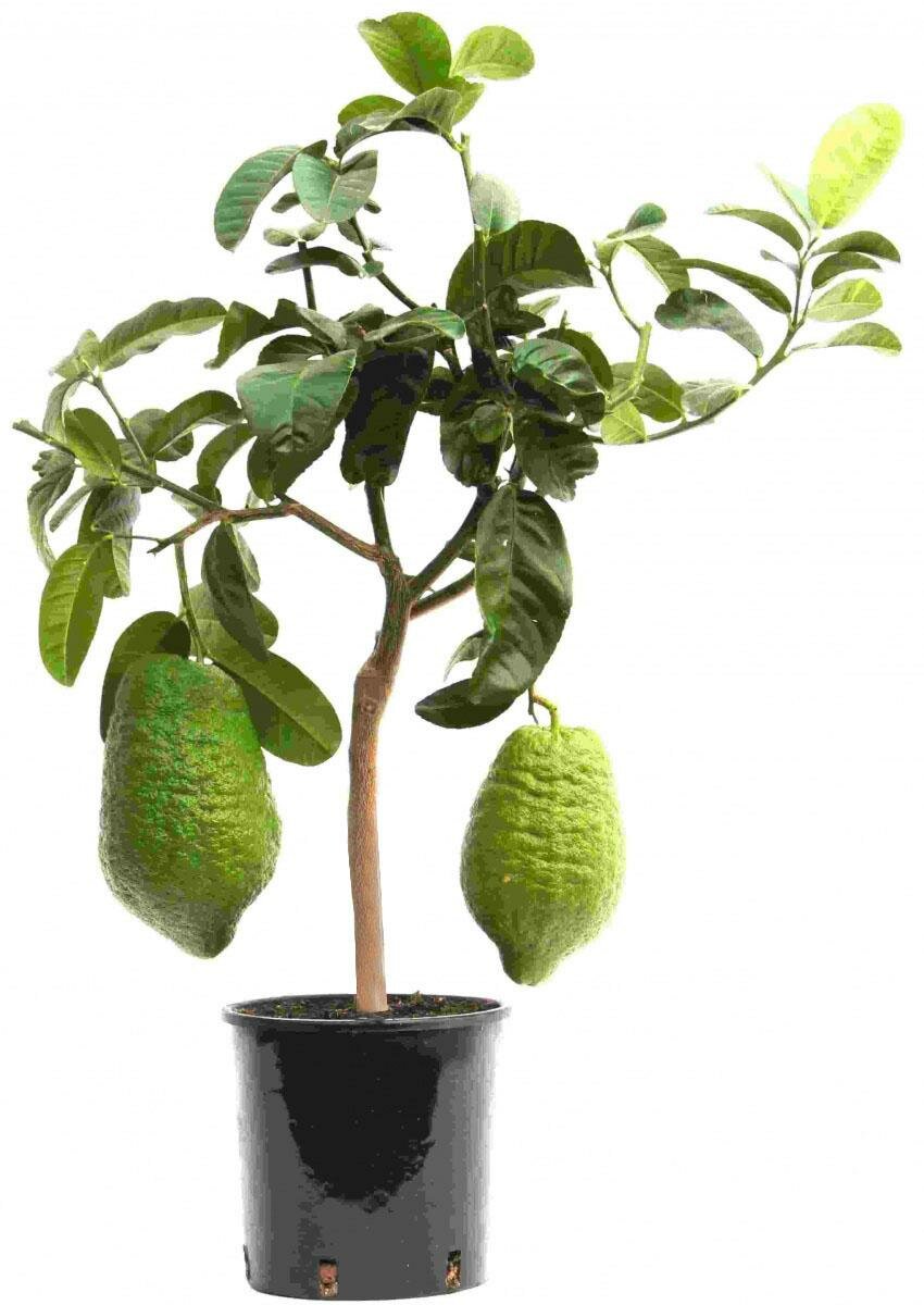 Цитрон Максима - Citrus medica Maxima D21 H70