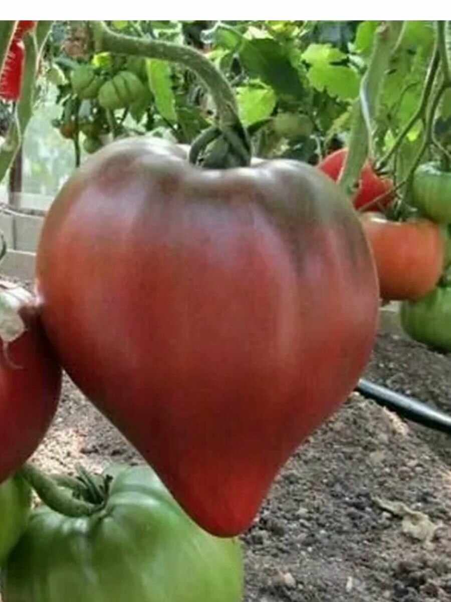 Семена томата Черное с носиком от Борисовны 7шт+бонус