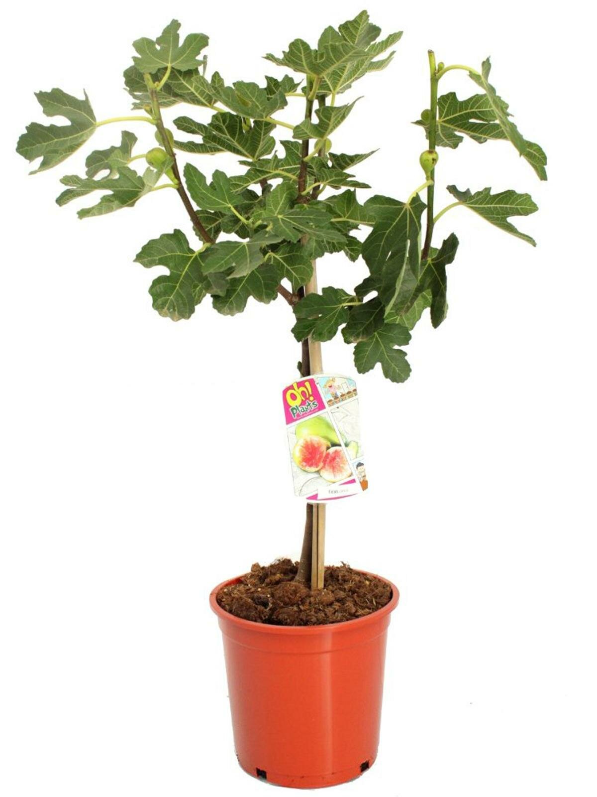 Инжир "Панч" или "Полосатый тигр" - Ficus carica "Panache" или "Striped Tiger" D17 H50