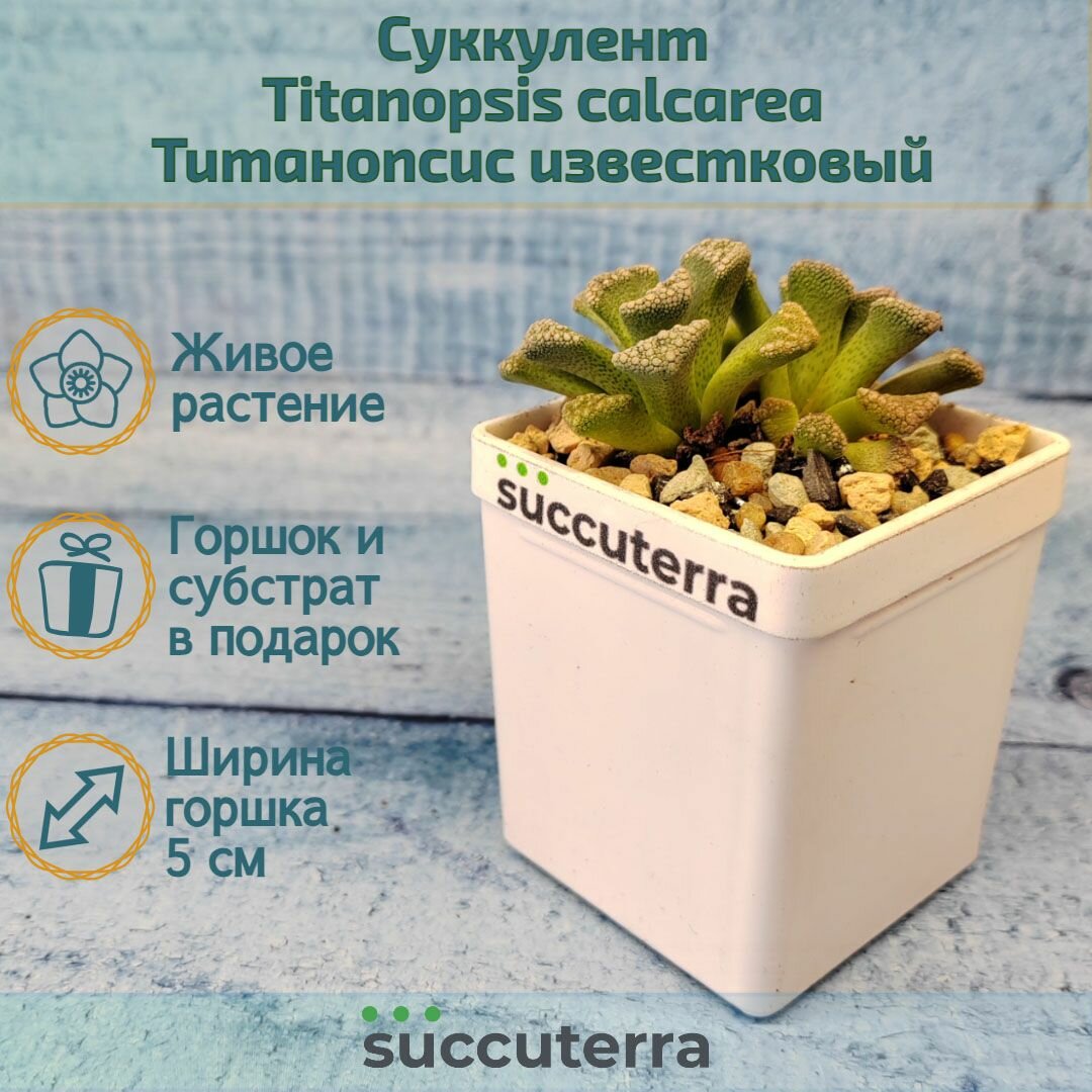 Суккулент Titanopsis Calcarea (Титанопсис). Диаметр горшка 5 см. Субстрат Succuterra Classic и фирменный горшочек в комплекте.