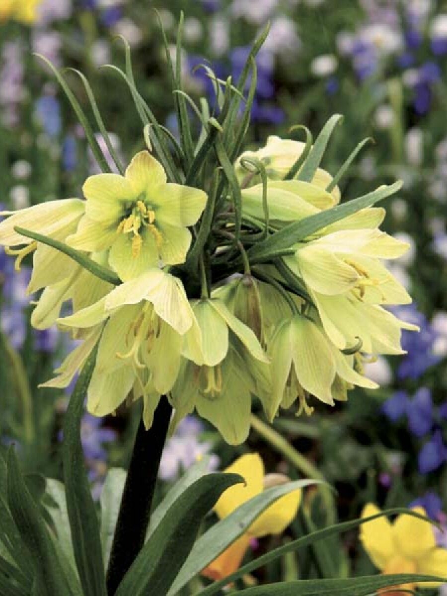 Рябчик Раддеана императорский / Луковицы рябчиков