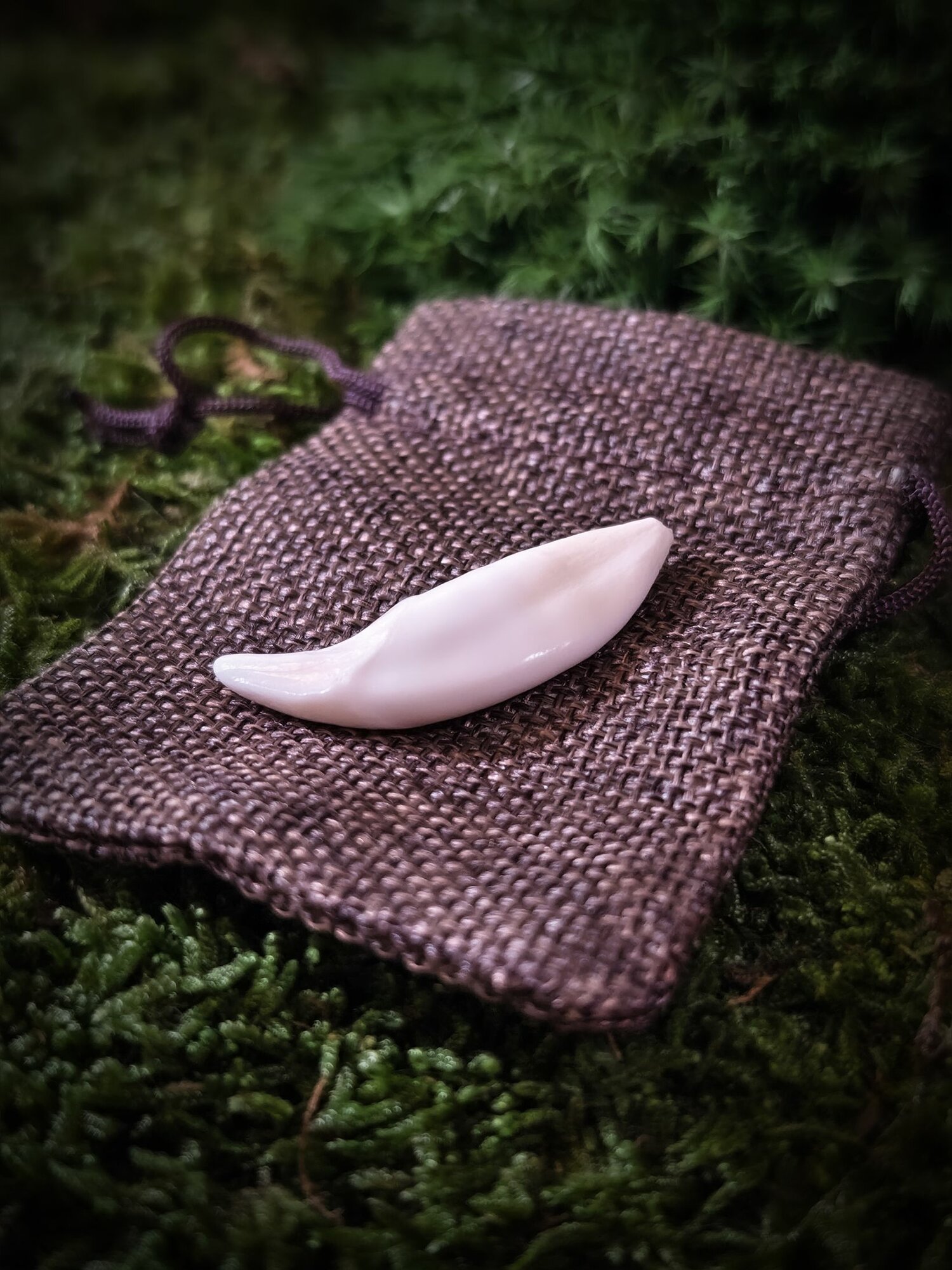 Клык волка (с Алтая)