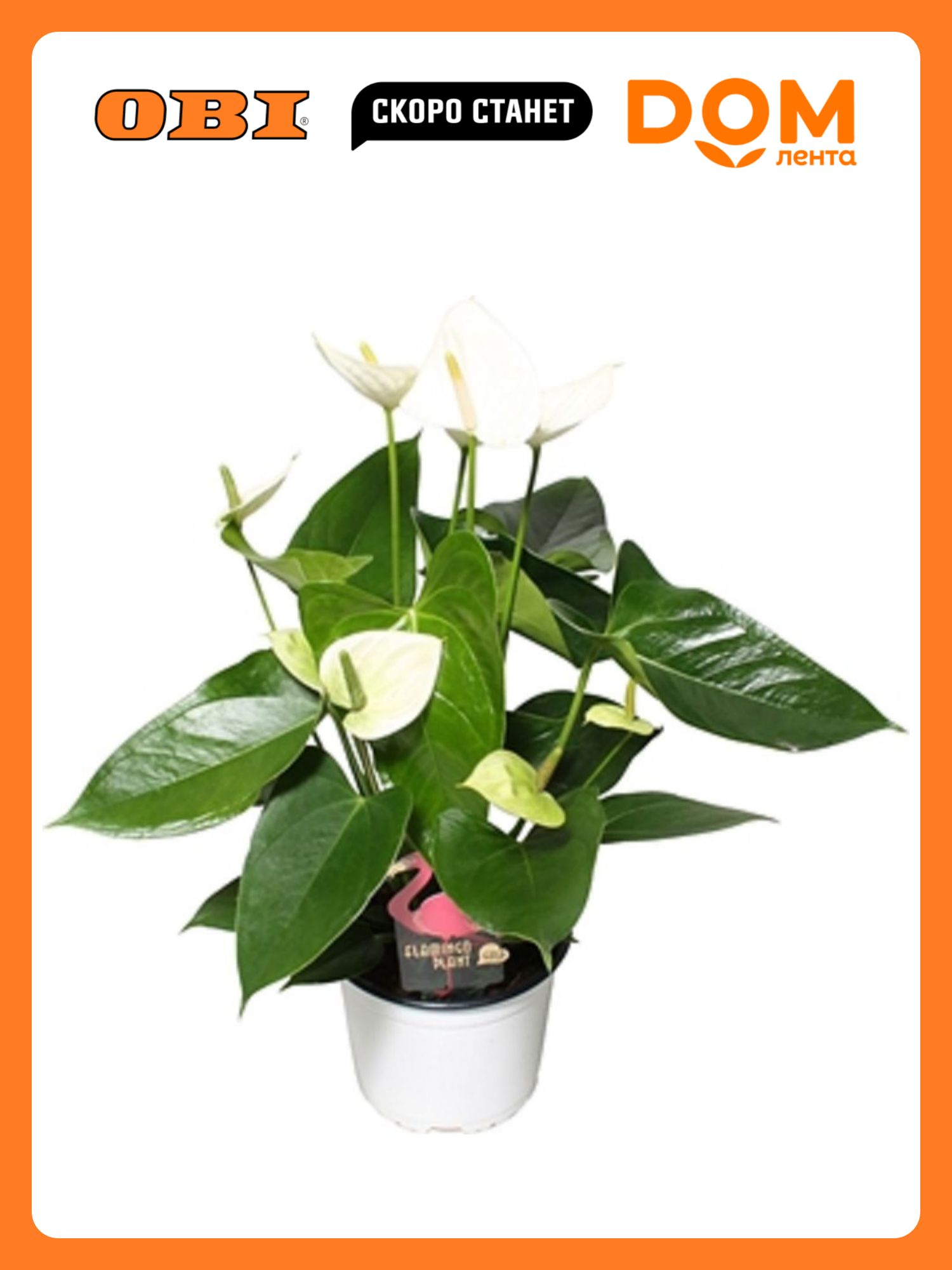 Антуриум "Сакура", декоративно-цветущий, высота 65 см, диаметр горшка 24 см