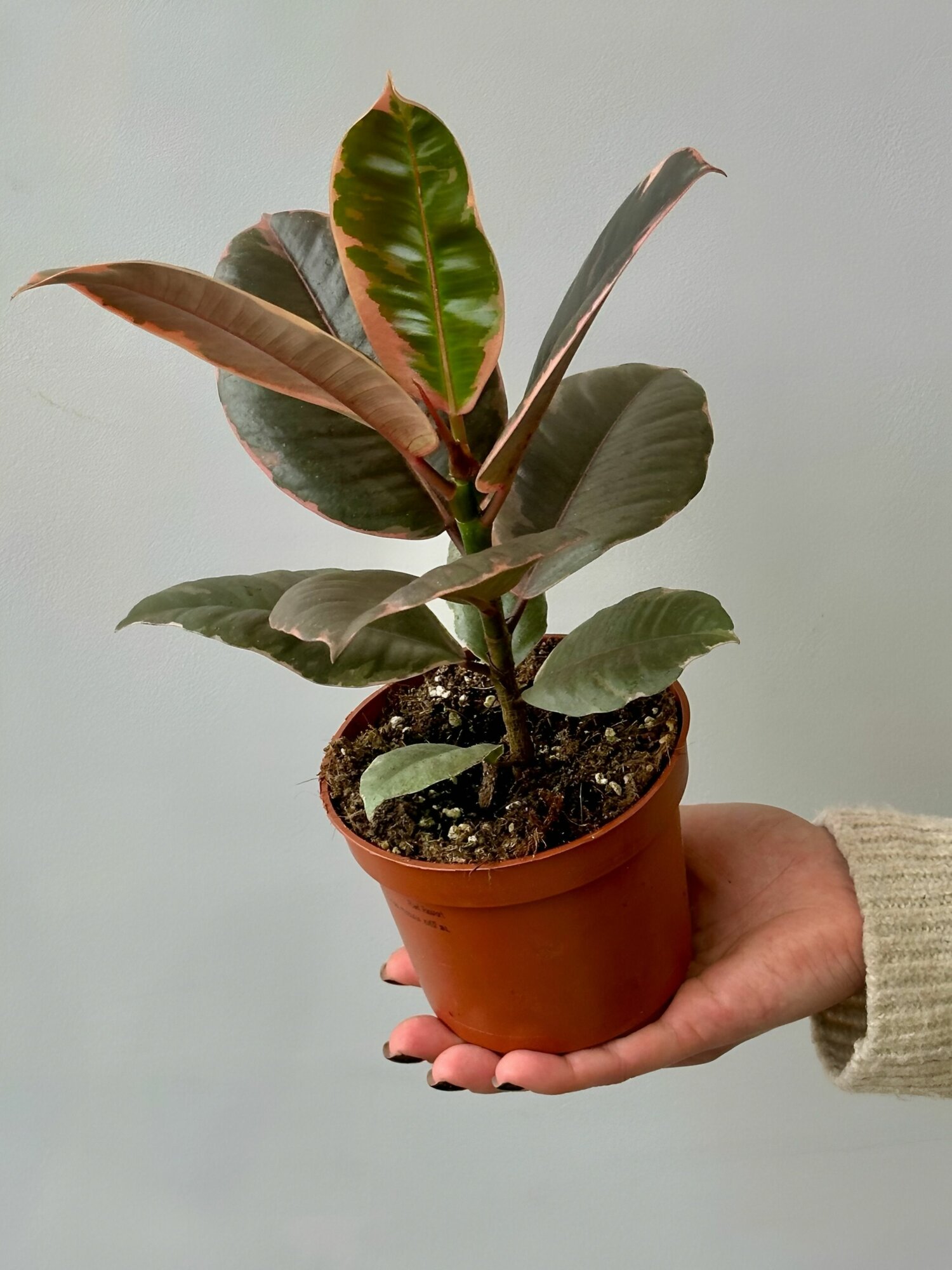 Фикус Эластика Белиз 25*10 (один ствол)