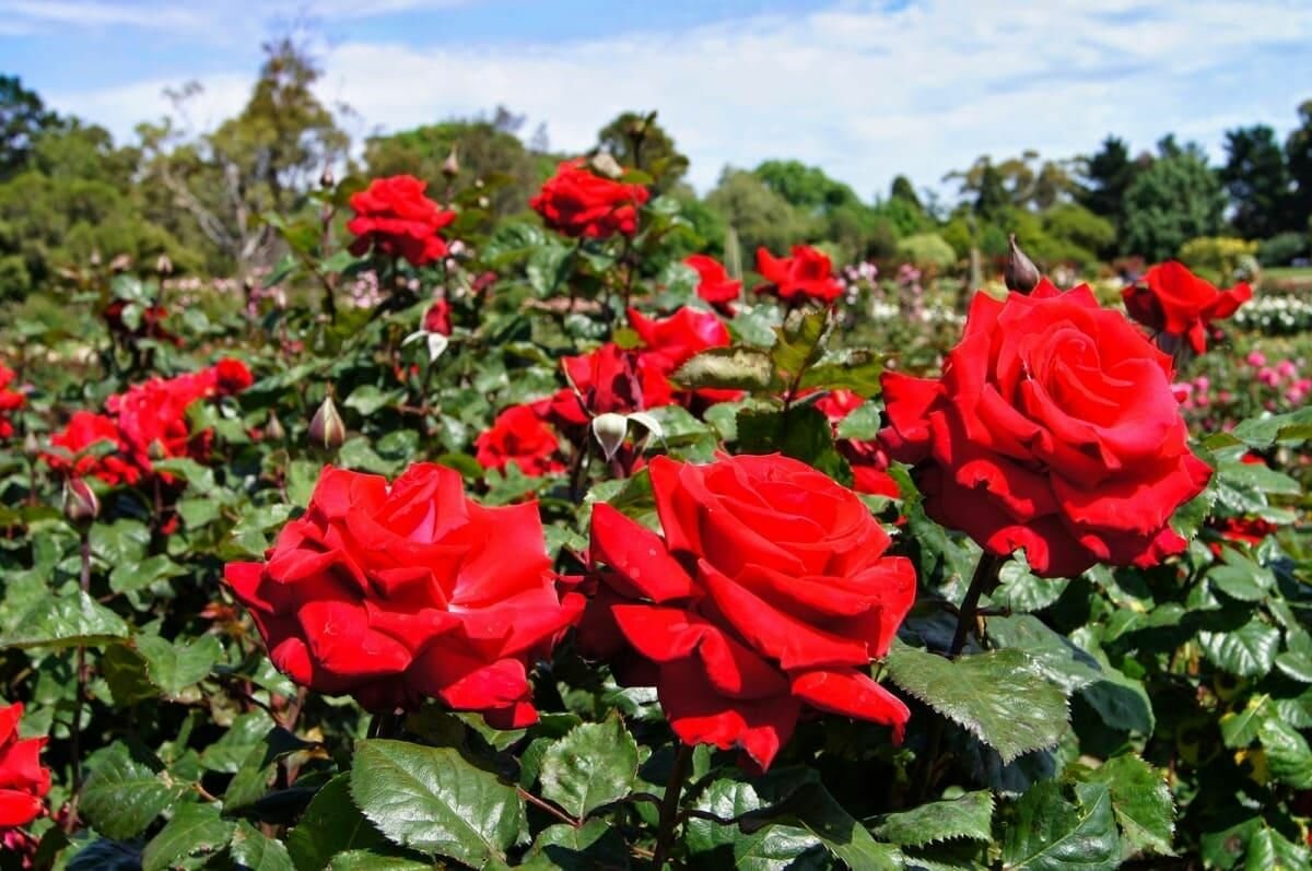 Роза чайно-гибридная Супер Гранд Аморе (Super Grande Amore) / роза чайно-гибридная