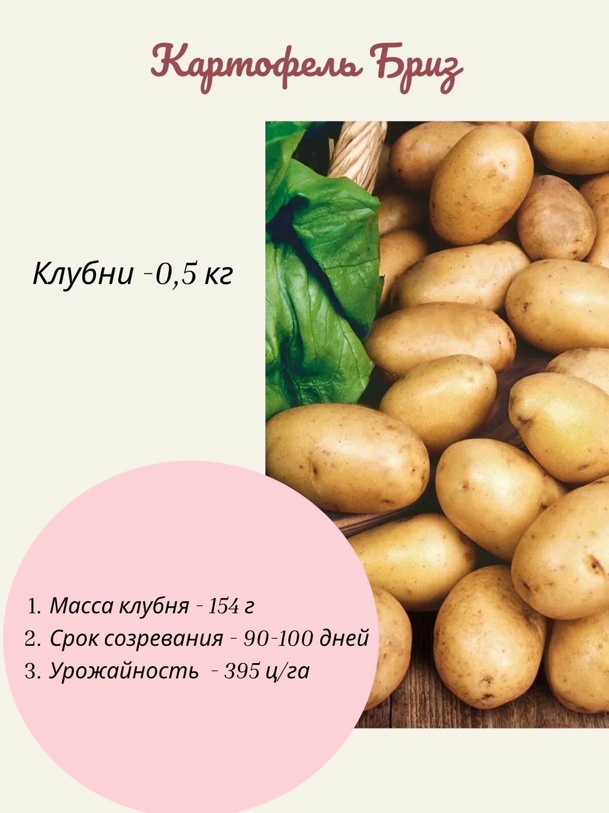 Картофель белый Бриз 0,5 кг на посадку