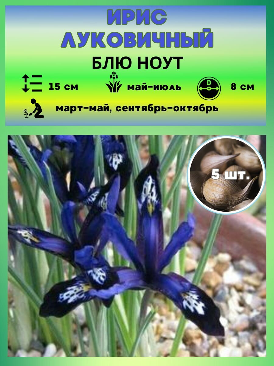 Ирис луковичный 5шт.