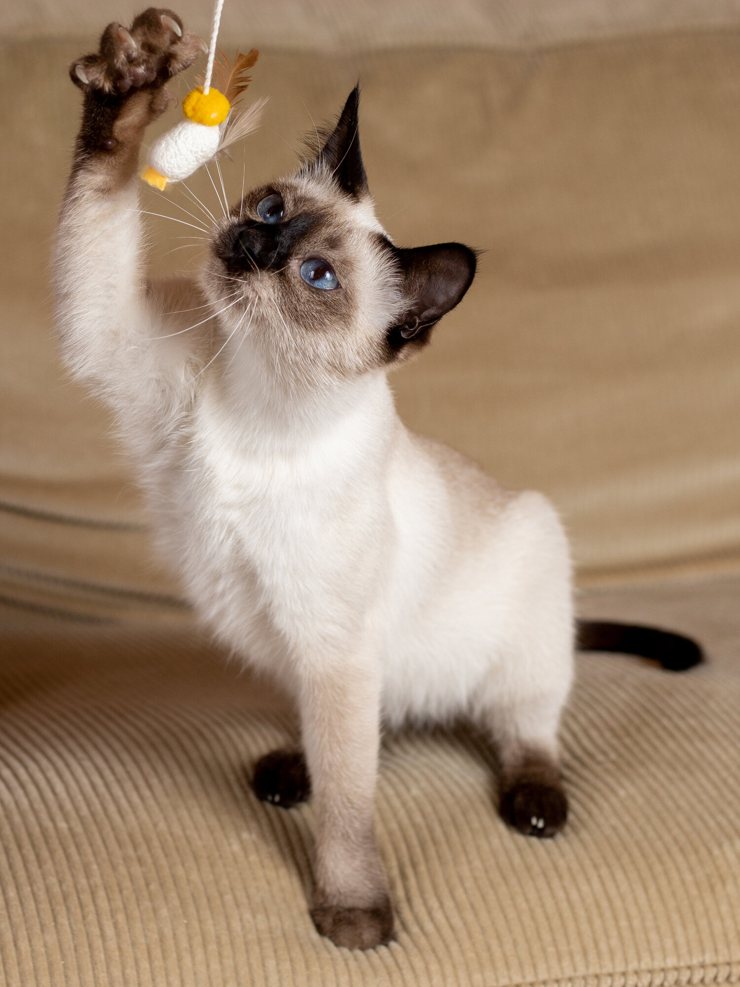 Игрушка для кошек Japan Premium Pet дразнилка из натурального кокона шелкопряда для возбуждения кошачьих инстинктов