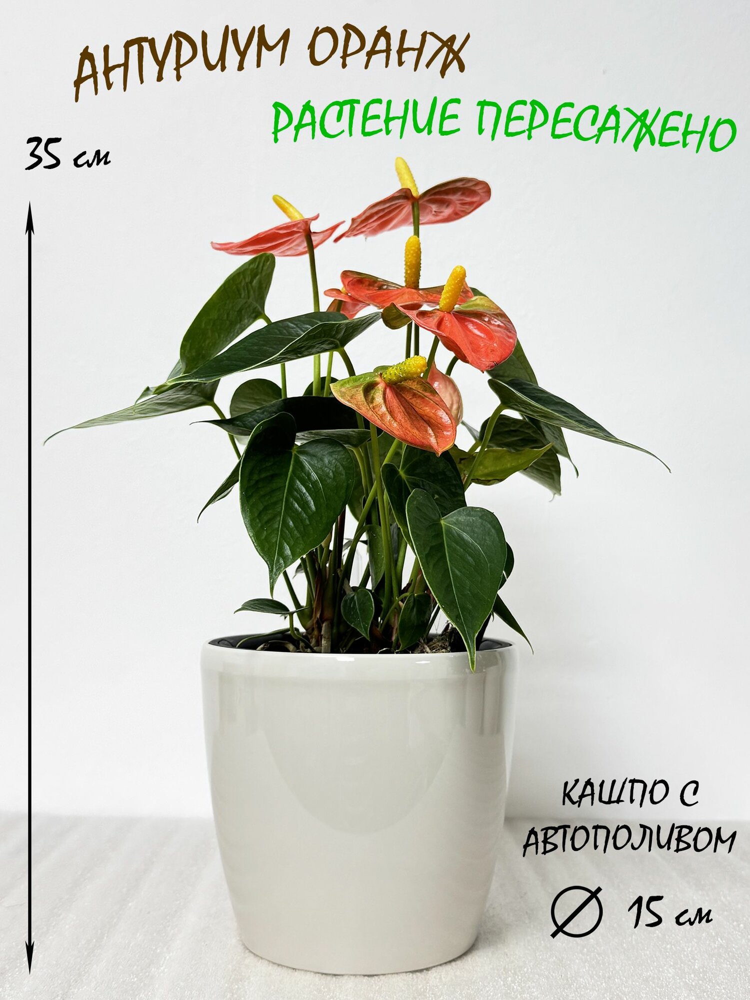 Антуриум оранж в кремовом кашпо с автополивом, высота 30-35см