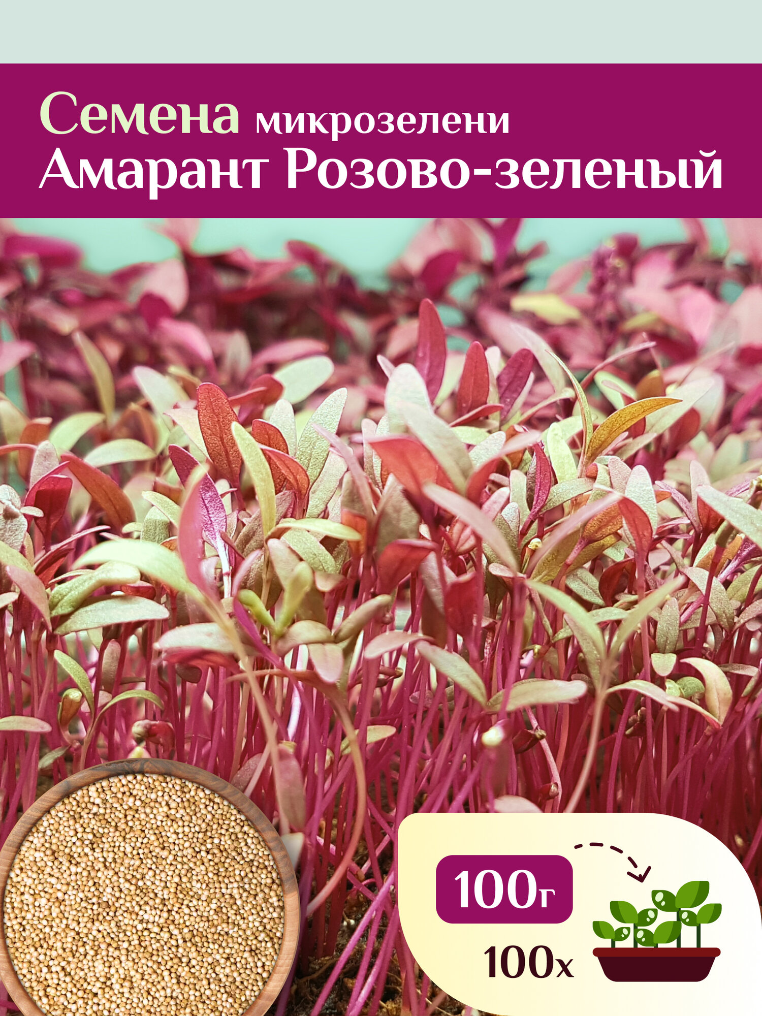 Семена микрозелени амаранта розово-зеленого, Ильинские проростки 100г