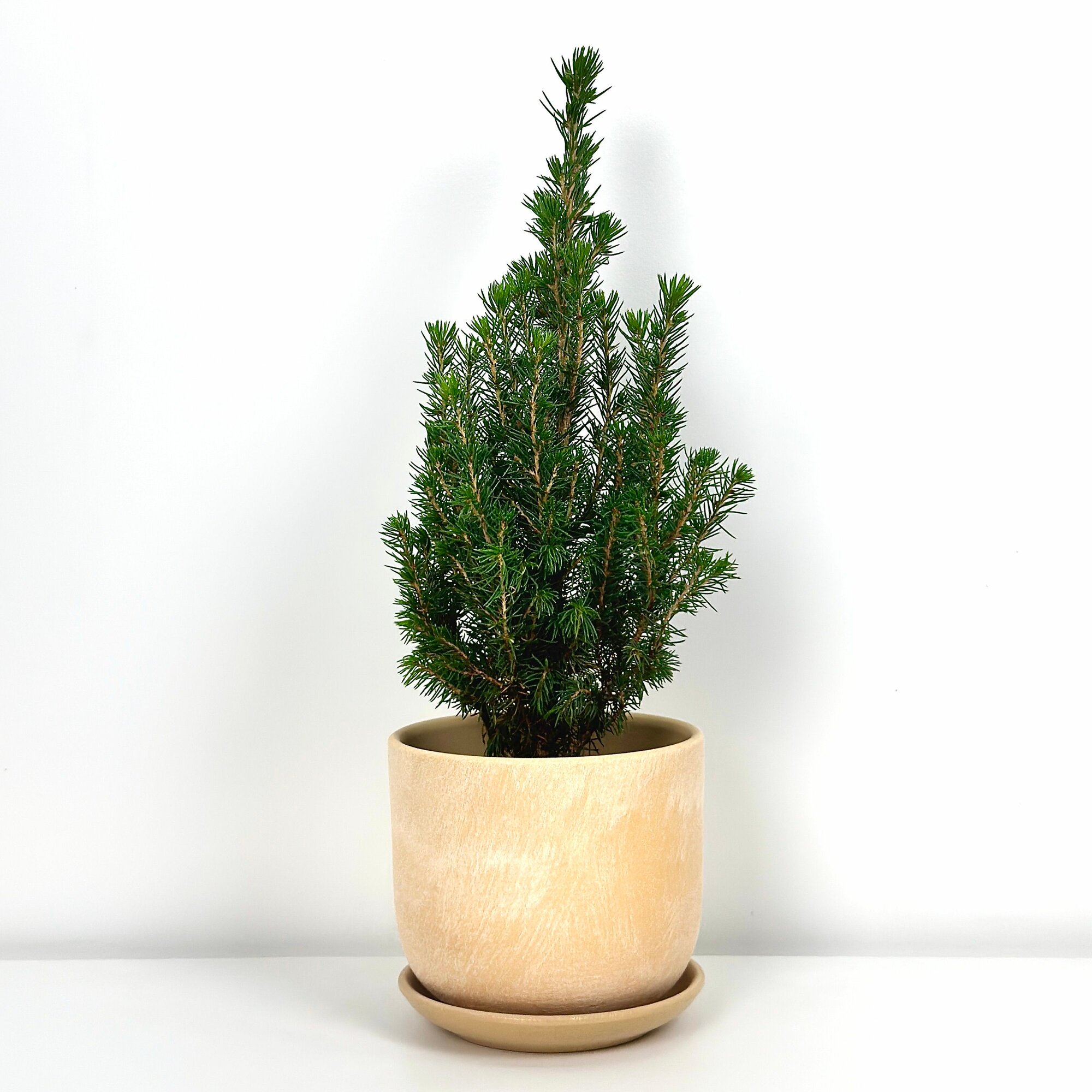 Ель живая Коника в керамическом гошке D12 см цвет Замша кремовый Бук высота композиции 30-35 см