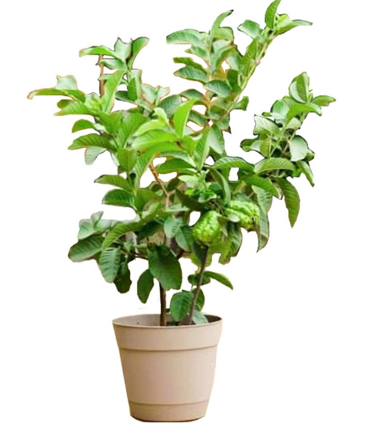 Псидиум, или Гуава - Psidium D14 H40