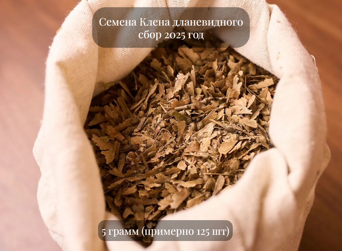 Семена Клена дланевидного, 5 грамм (примерно 125 шт)