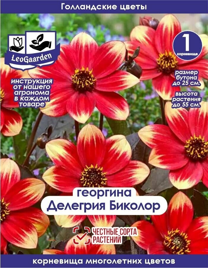 Георгина Корневище, Делегрия Биколор, 1 шт