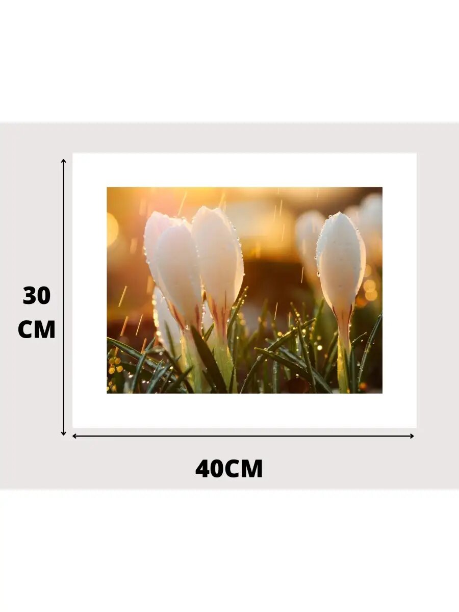 Постер Подснежник, размеры 40 x 30 см, материал бумага, без рамы