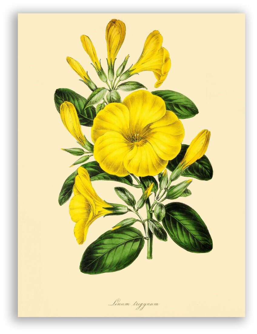 Гравюра Постер на бумаге / Linum Trigynum