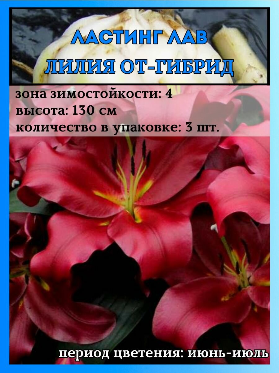 Лилия от-Гибрид, Ластинг лав, луковицы 3 штуки