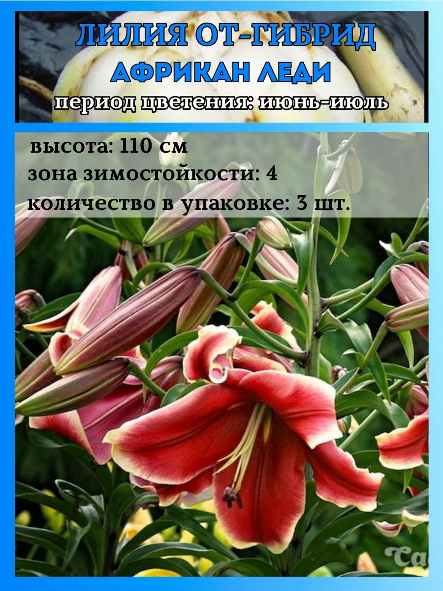 Лилия от-Гибрид, Африкан леди, луковицы 3 штуки