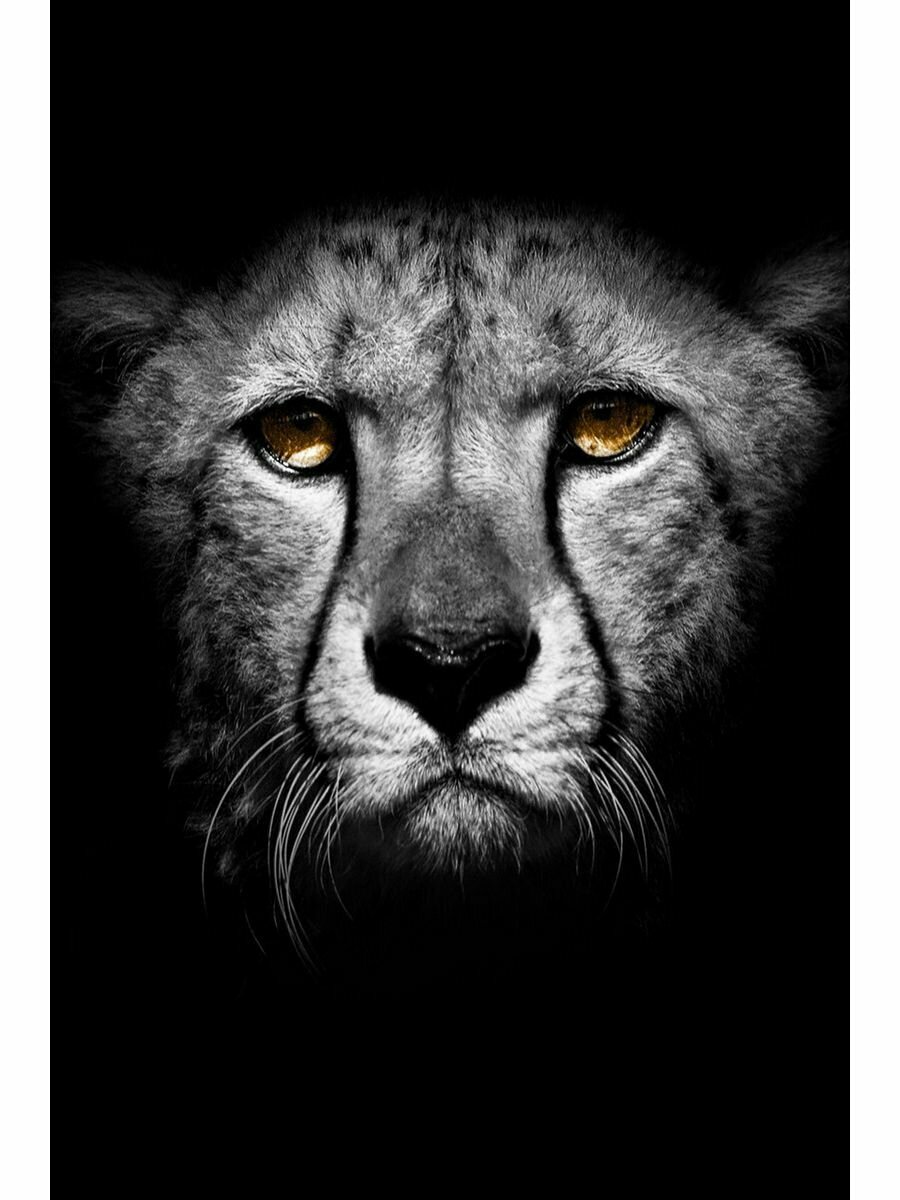 Постер "Черно-белые животные. Гепард"
