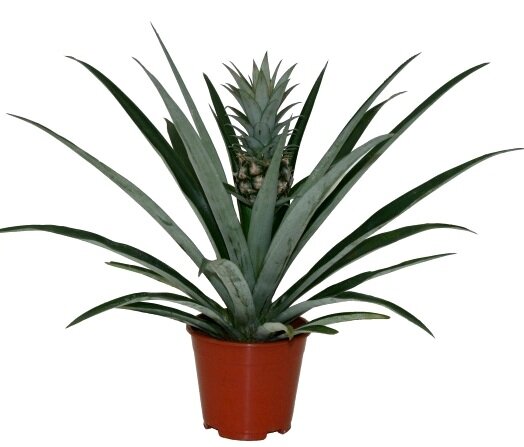 Пальма Ананас D12 H30