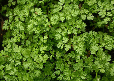 Пряность Кервель Ароматный (0,5 гр.)