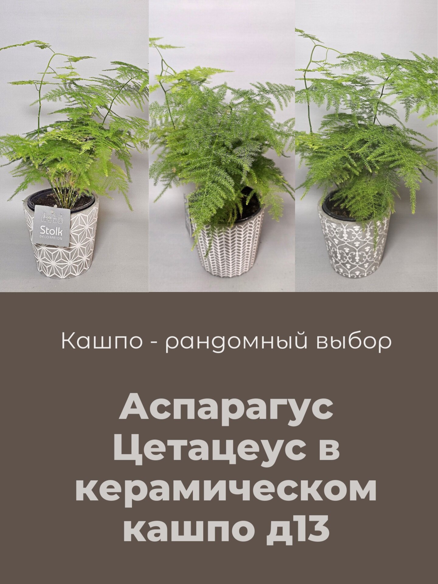 Аспарагус Цетацеус (Спаржа перистая, Аспарагус щетинистый) живое растение в керамическом кашпо диаметр 13 см