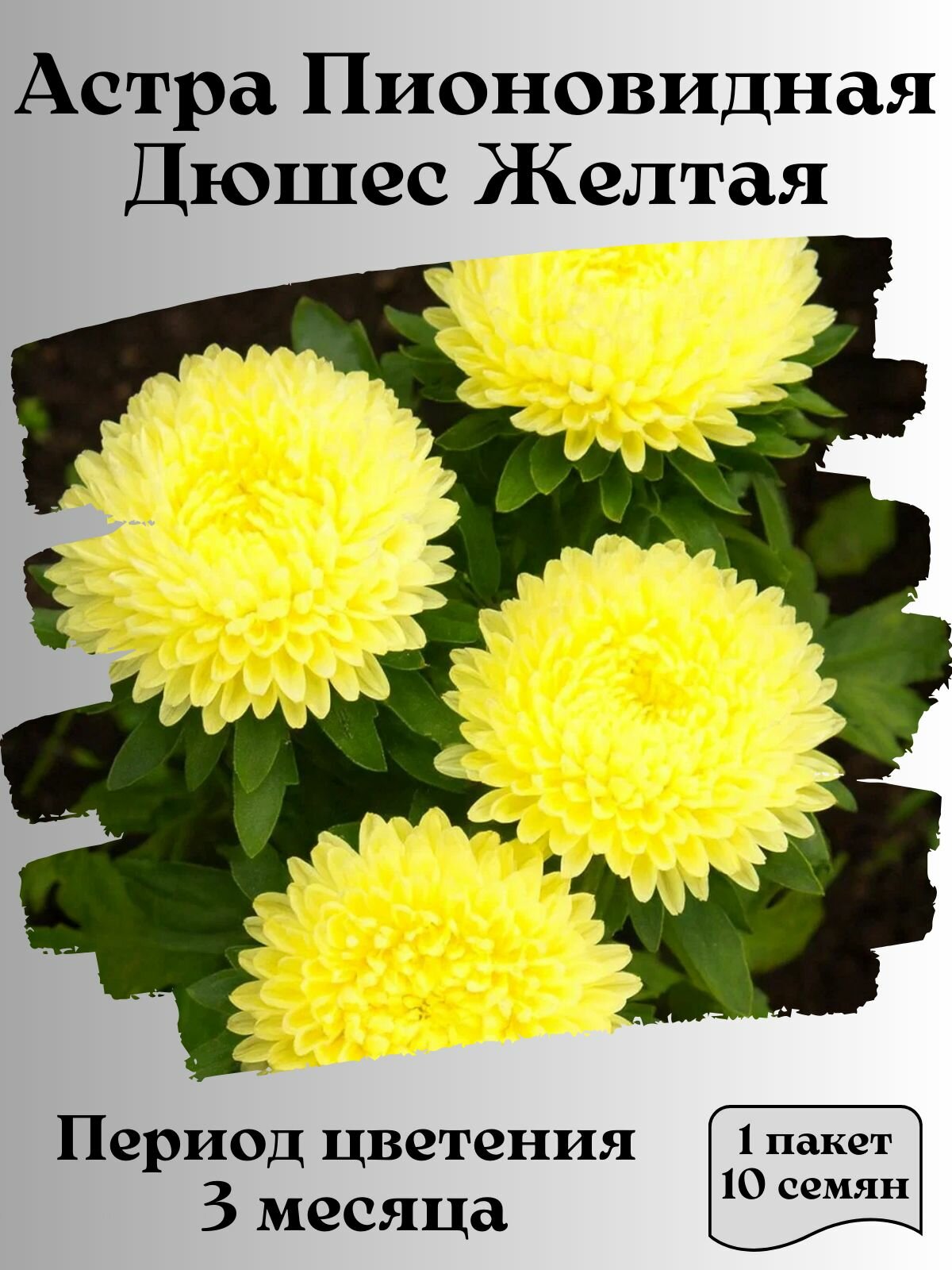 Астра Пионовидная Дюшес Желтая, семена, 10 шт, 15 гр.