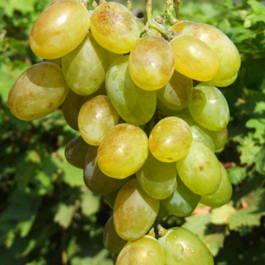 Виноград Мускат благородный (Столовый/1 саженец), Россия