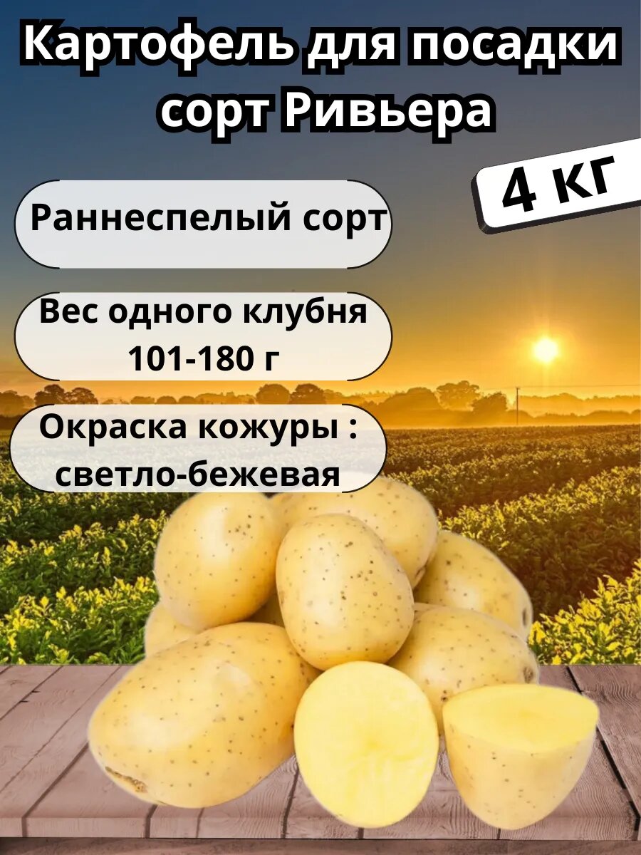 Картофель семенной "Ривьера" 4 кг