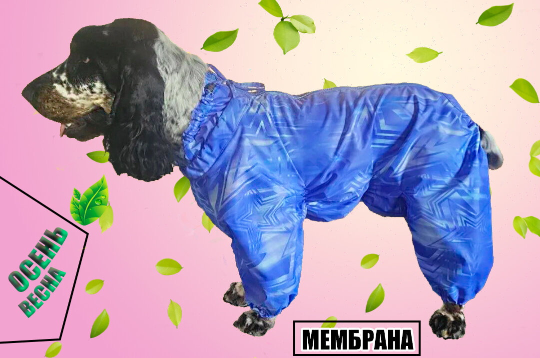 Дождевик-комбинезон для английского кокер-спаниеля кобеля, мембрана, цвет Звёзды