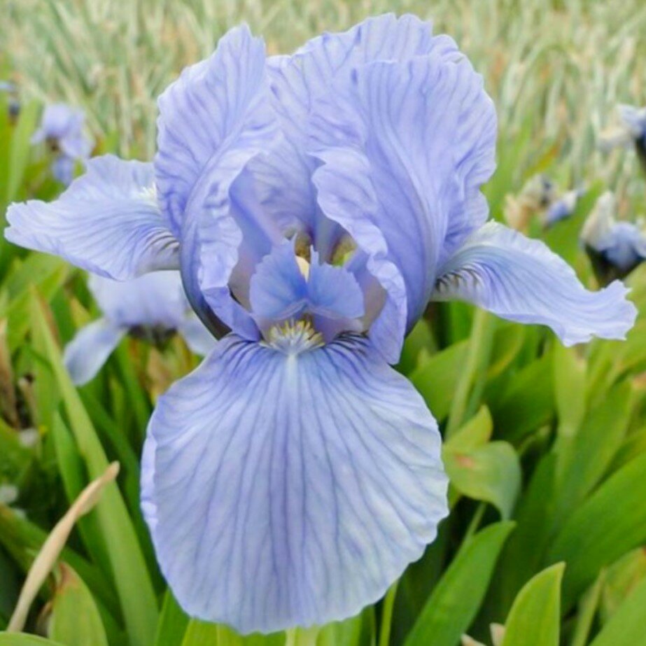 Ирис карликовый Блу Деним (1 корневище в пакете с торфом), Нидерланды
