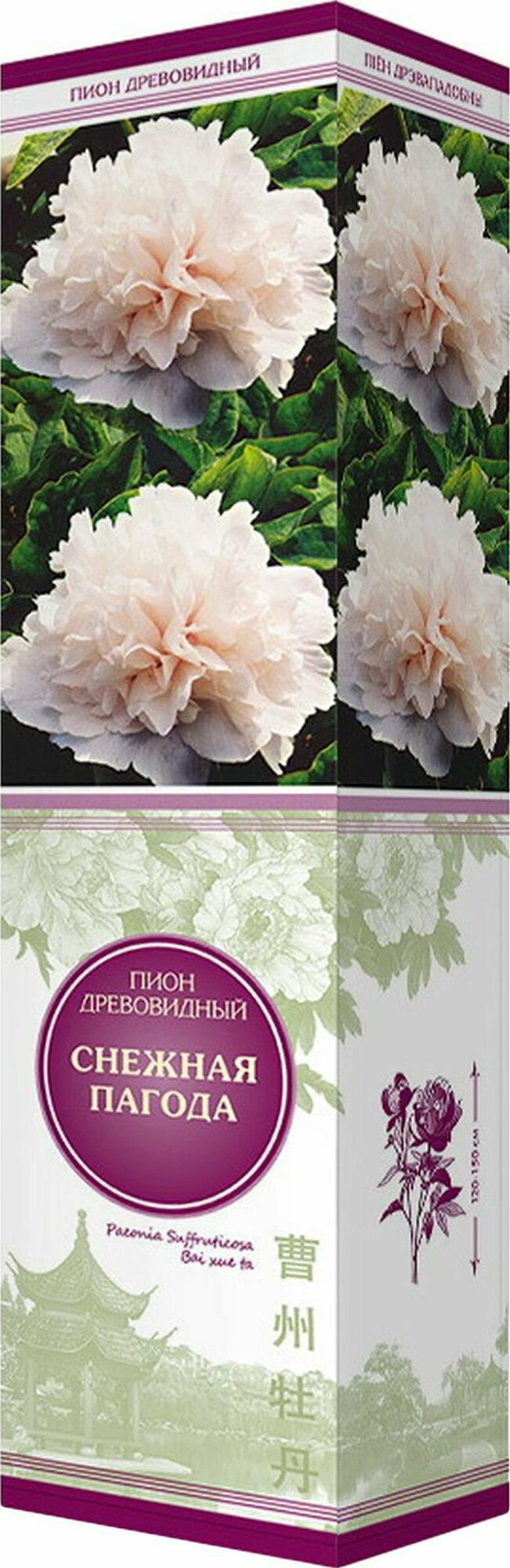 Саженец Пион Снежная Пагода С1 Н37